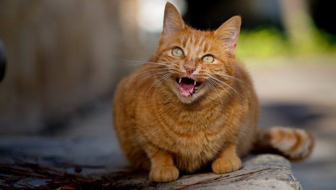 Cat Vocalizations: What's On Cats' Minds When They Meow, Purr, & Make ...