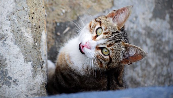 Cat Vocalizations: What's On Cats' Minds When They Meow, Purr, & Make ...