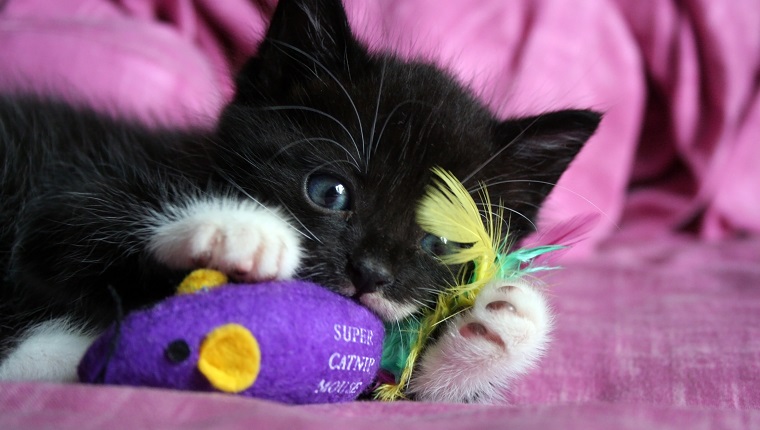 Cats & Catnip: What Does Catnip Do to Cats?