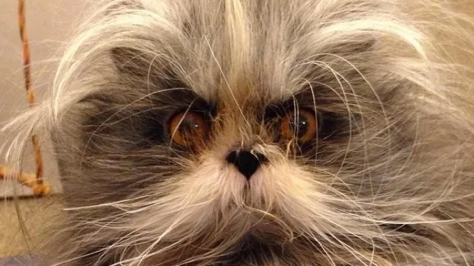 Werewolf Cat Is Strange And Adorable - CatTime