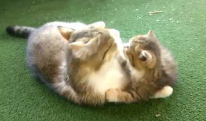 The Best Cat Parents [VIDEO] - CatTime