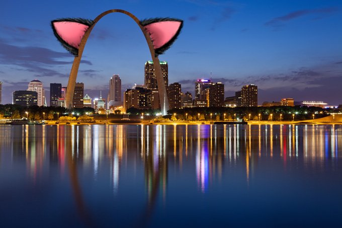 New St. Louis Cat Cafe Lets You Have Tea Time With Felines - CatTime