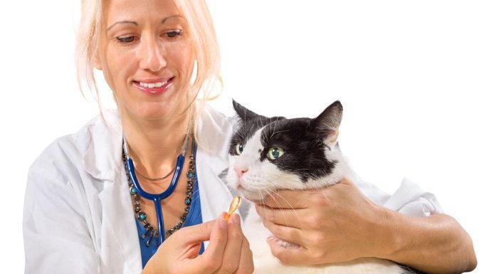 How To Get Your Cat To Take A Pill - CatTime
