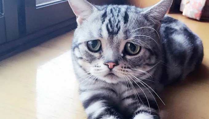 Meet Luhu: The Saddest Kitten In The World - CatTime