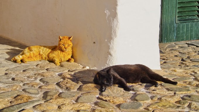 Spanish Town Gives Human Rights To Dogs And Cats - CatTime