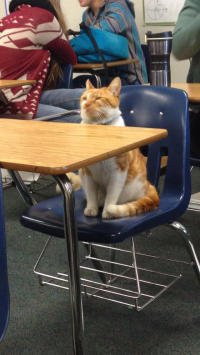 Cat Gets His Own High School Student ID Card - CatTime