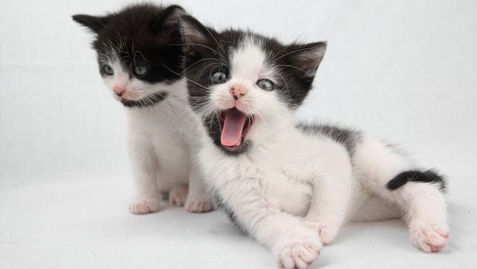 So Your Kitten Bites? Here's What To Do - CatTime