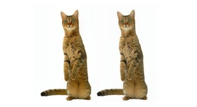 The Surprising Reason Why Cloned Cats May Not Be Identical - CatTime