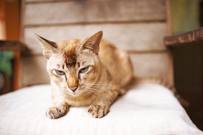 Remembrance Rituals: What Some People Are Doing To Honor Their Pet When ...