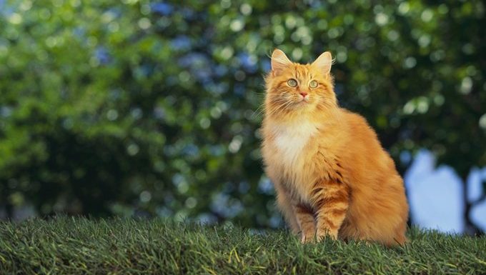 Cat Facts: Why Orange Cats Are Usually Male - CatTime