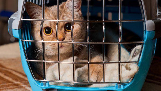 How To Choose The Best Cat Carrier For Your Cat - CatTime