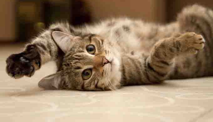 September Is Happy Cat Month! - CatTime