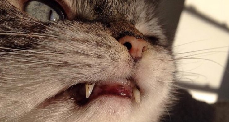 Have You Met Loki The Vampire Cat? - CatTime