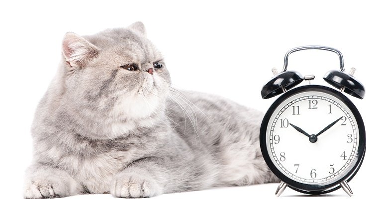 Why The End Of Daylight Saving Time Drives Some Cats Berserk - CatTime