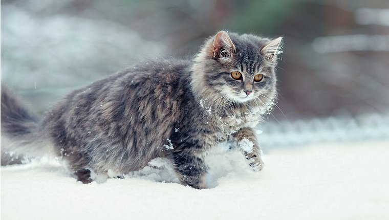 How To - CatTime