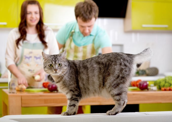 National Cook For Your Pets Day: 7 Homemade Cat Food & Treat Recipes ...