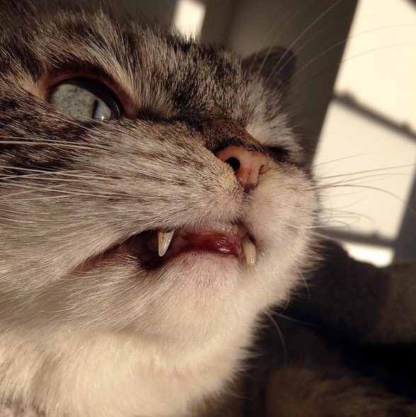 Have You Met Loki The Vampire Cat? - CatTime