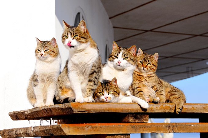 Cat Lovers Rejoice As Los Angeles Moves Closer To Raising The Cat Limit ...