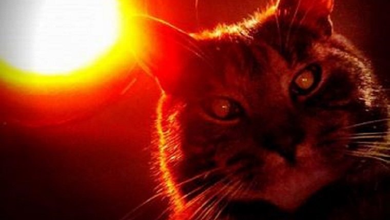 22 Of The Creepiest Cats On Earth: Halloween Edition - CatTime