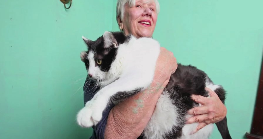 Sprinkles The 32 lb. Cat - CatTime