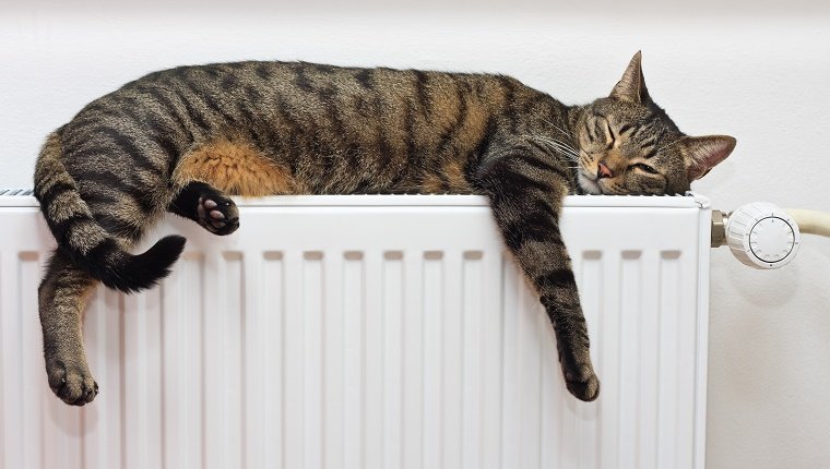 Do Cats Hibernate In The Winter? - CatTime