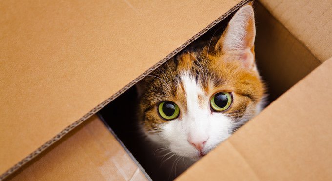 Study Shows That Boxes Reduce Stress And Aid Recovery For Cats - CatTime