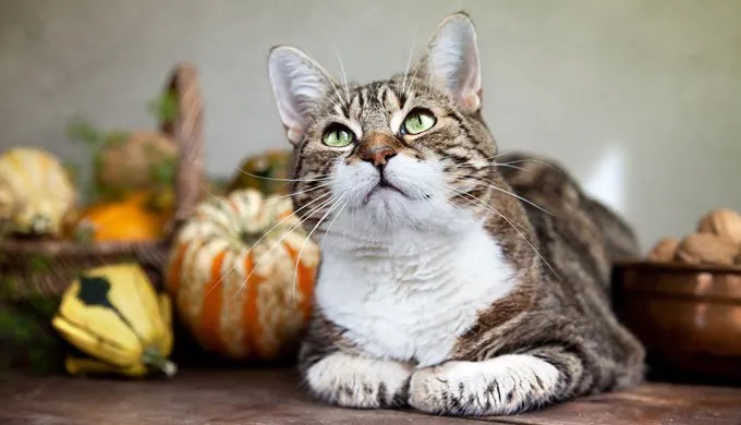 How To Have A Happy & Safe Thanksgiving With Your Cat - CatTime