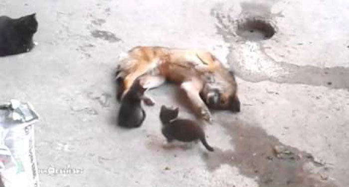 Cat Brings Her Kittens To Visit An Old Friend [VIDEO] - CatTime