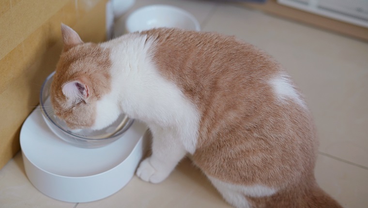 Here's What You Should Know About Feeding Your Kitten - CatTime