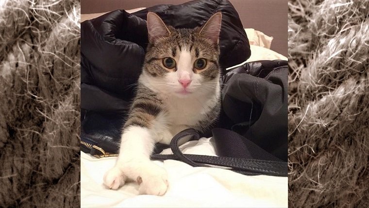 Lobster Cat Finds A Home And Fans On Instagram - CatTime
