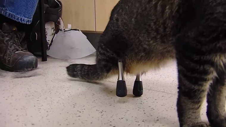 Vincent The Cat Gets Rare Prosthetic Leg Impants - CatTime
