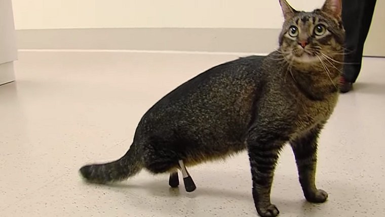 Vincent The Cat Gets Rare Prosthetic Leg Impants - CatTime