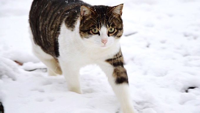 5 Winter Cat Grooming Tips To Help Kitty's Coat Through The Cold, Dry ...