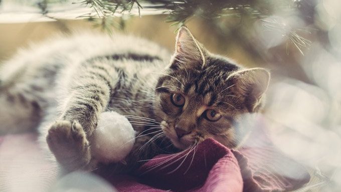 How To Keep Your Cat Safe During A Blizzard - CatTime