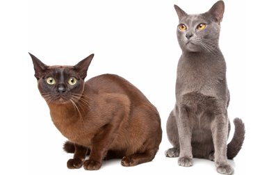 Top 17 Least Shedding Cat Breeds - CatTime