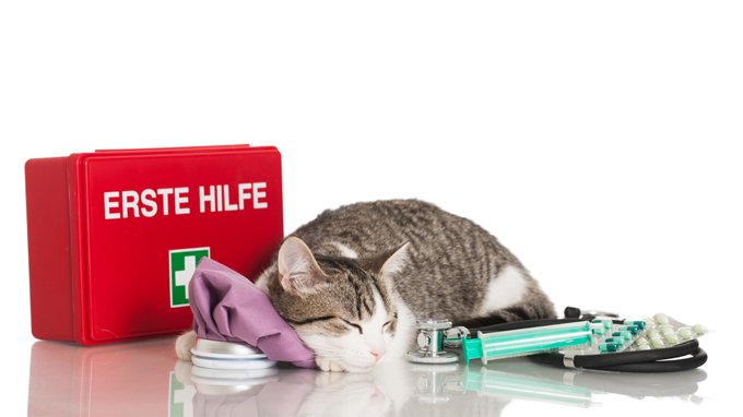 10 Must Have Items For Your Cat’s Emergency Survival Kit Or Go Bag ...