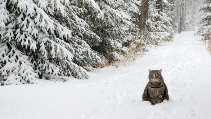 How To Keep Your Cat Safe During A Blizzard - CatTime