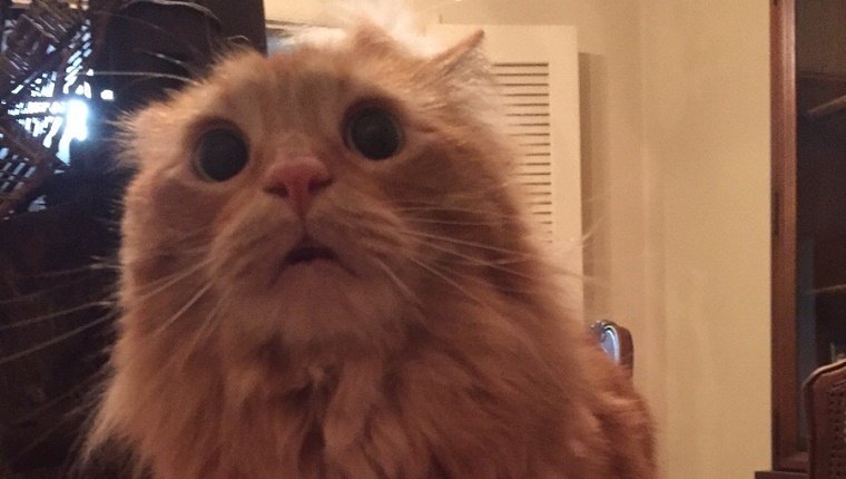 Funny Or Mean? Owner Startles Cat And Posts Picture Online - CatTime