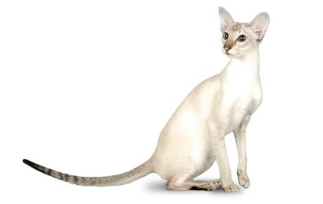 Top 17 Least Shedding Cat Breeds - CatTime