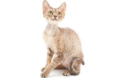 Top 17 Least Shedding Cat Breeds - CatTime