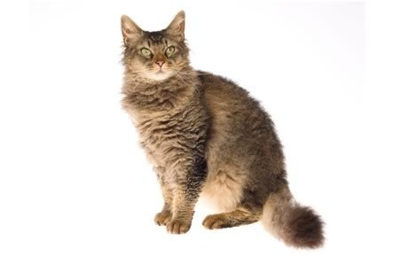 Top 17 Least Shedding Cat Breeds - CatTime