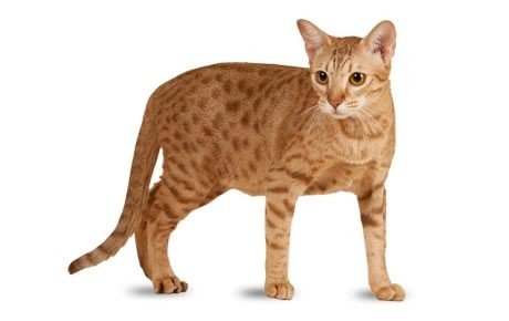 Top 17 Least Shedding Cat Breeds - CatTime