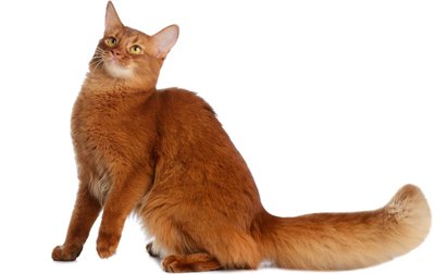 Top 17 Least Shedding Cat Breeds - CatTime