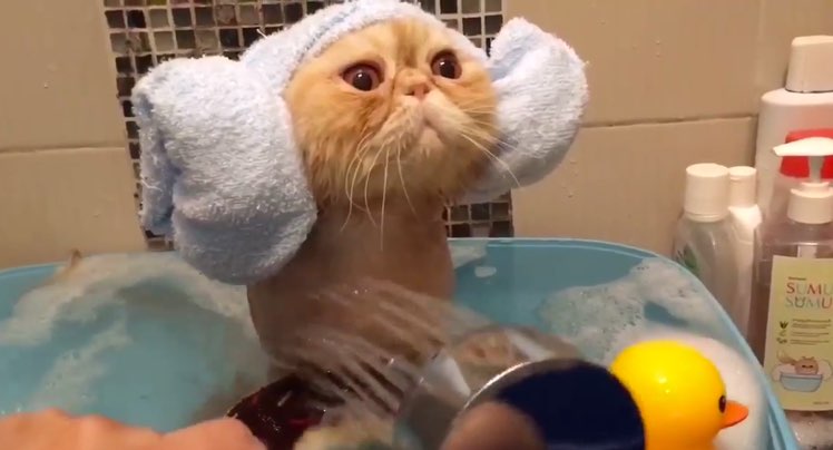 Adorable Cat Gets A Bath [VIDEO] - CatTime