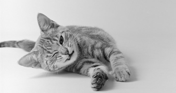 Cat Dandruff: What You Need To Know - CatTime