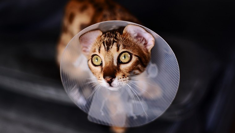 Spay/Neuter Awareness Month: The History Of Spaying & Neutering Pets ...