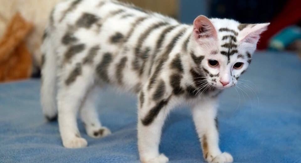 Semi-Feral Cats With Rare Moscow Mutation - CatTime