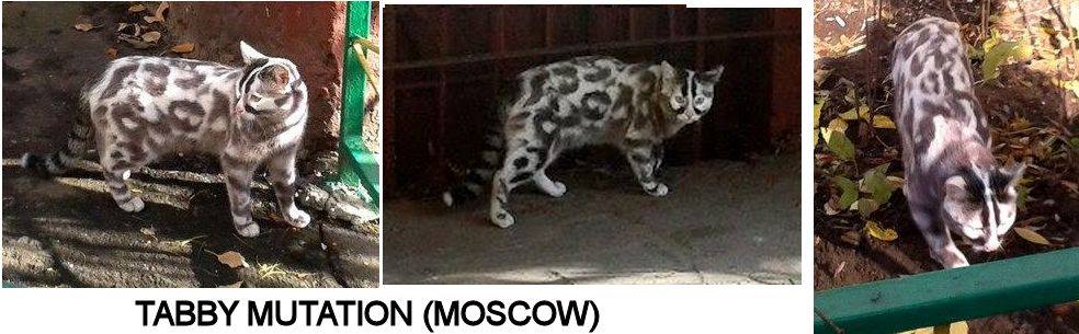 Semi-Feral Cats With Rare Moscow Mutation - CatTime
