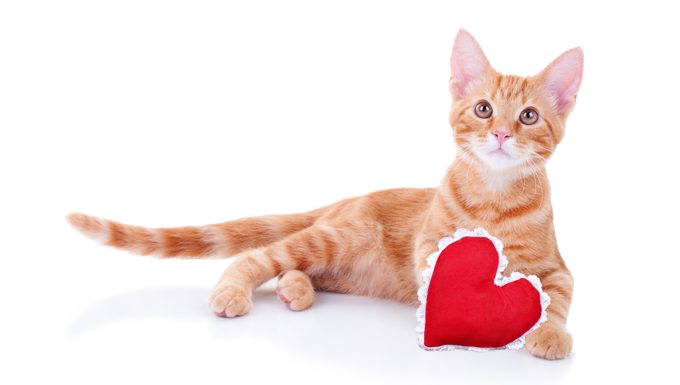 9 Ways To Show Your Cat Love On Valentine's Day - CatTime
