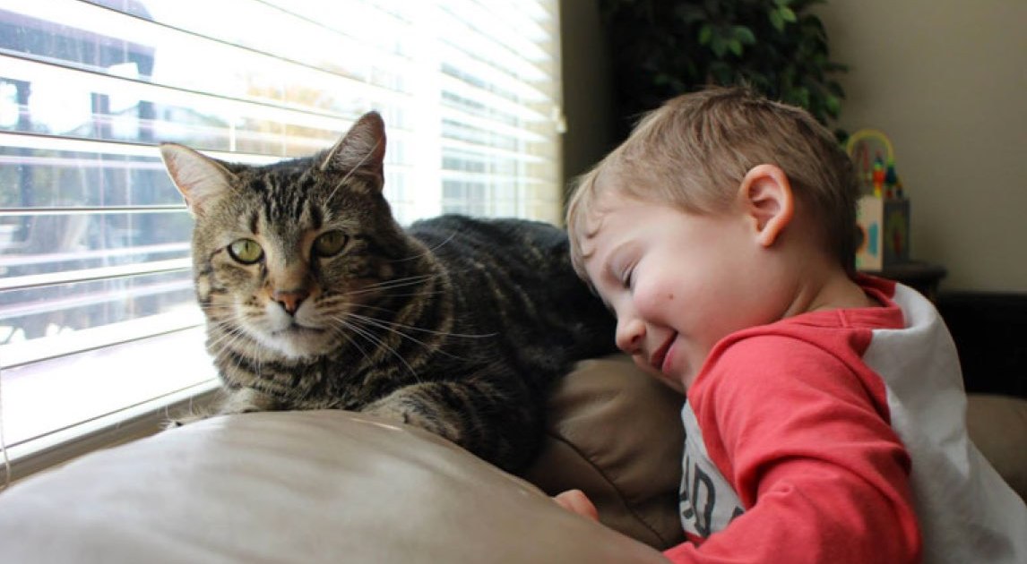 Hero Cat Who Saved Toddler From Dog Attack [VIDEO] - CatTime